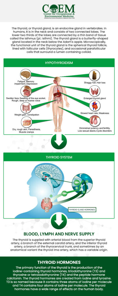 Hashimoto's Thyroiditis Treatment & Management | Charleston SC